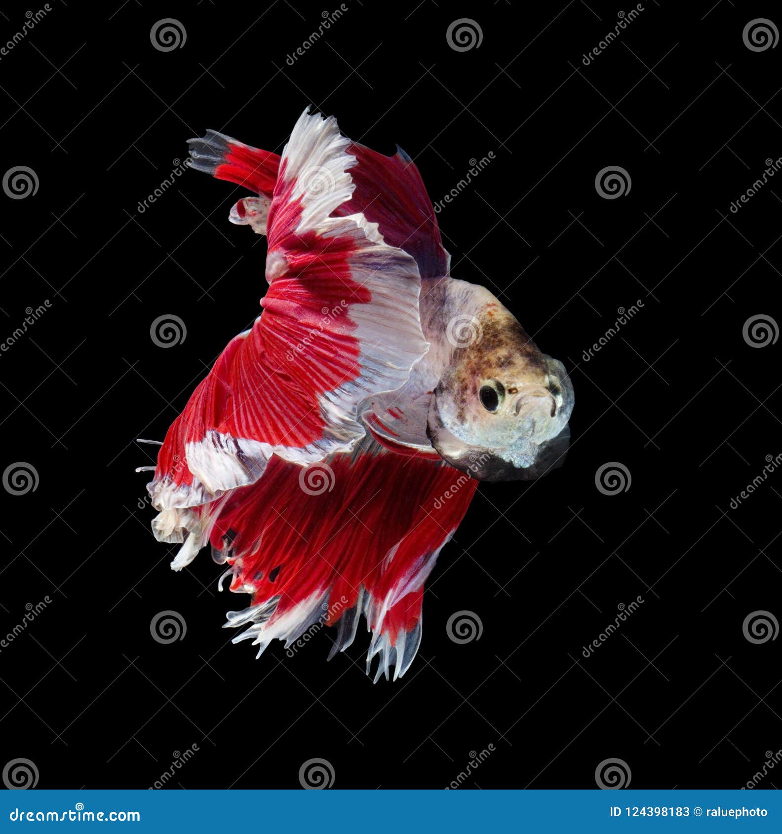 Siamese Fighting Fish Fight Red Fish, Betta Splendens, Betta Fish ...