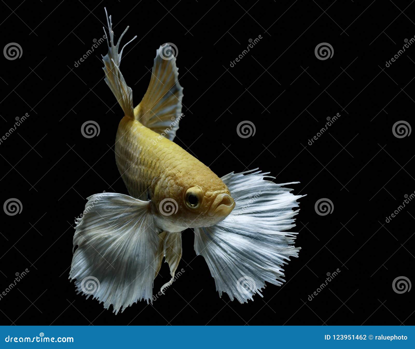 Siamese Fighting Fish Fight Yellow Fish, Betta Splendens, Betta Fish ...