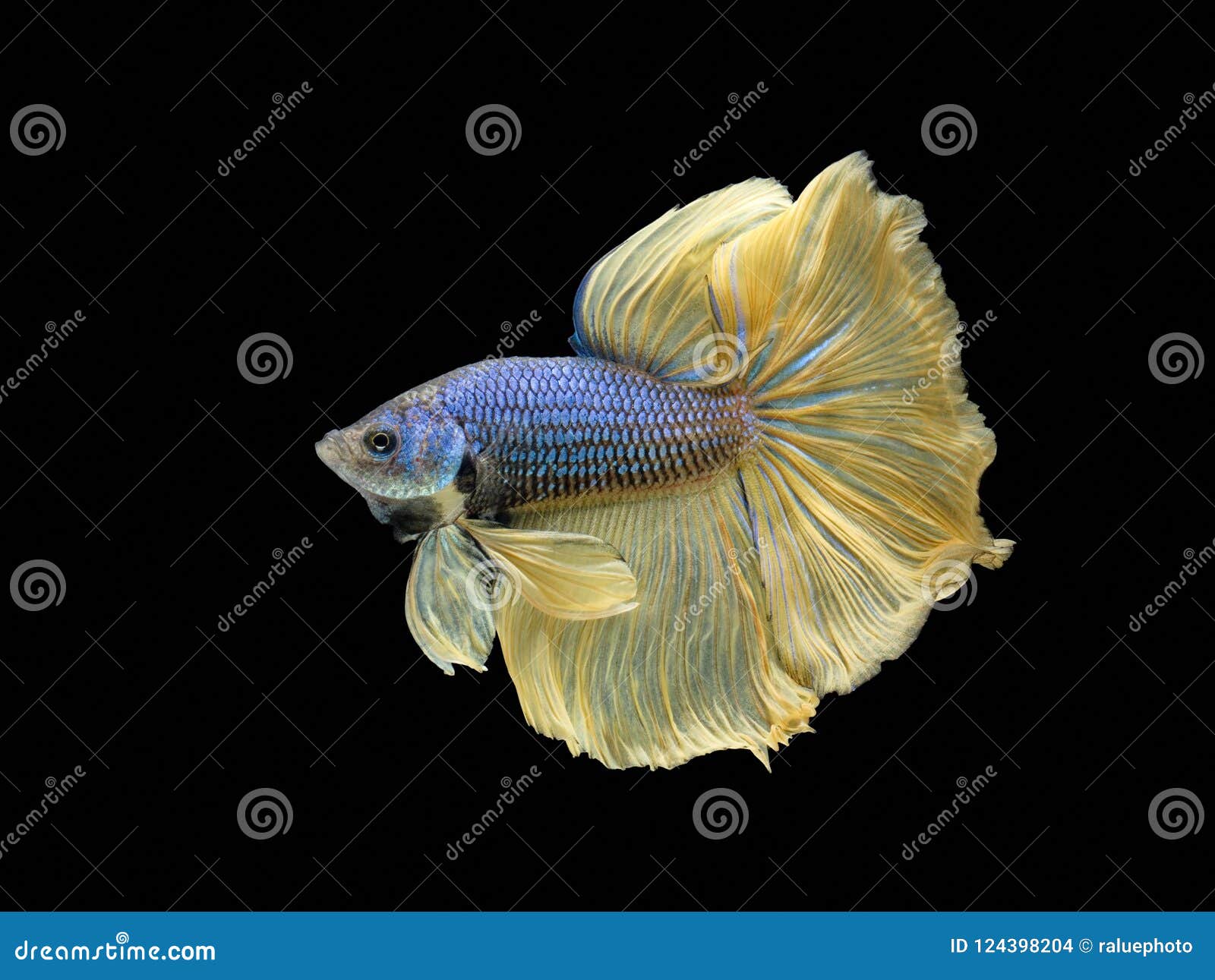 Siamese Fighting Fish Fight Yellow Fish, Betta Splendens, Betta Fish ...