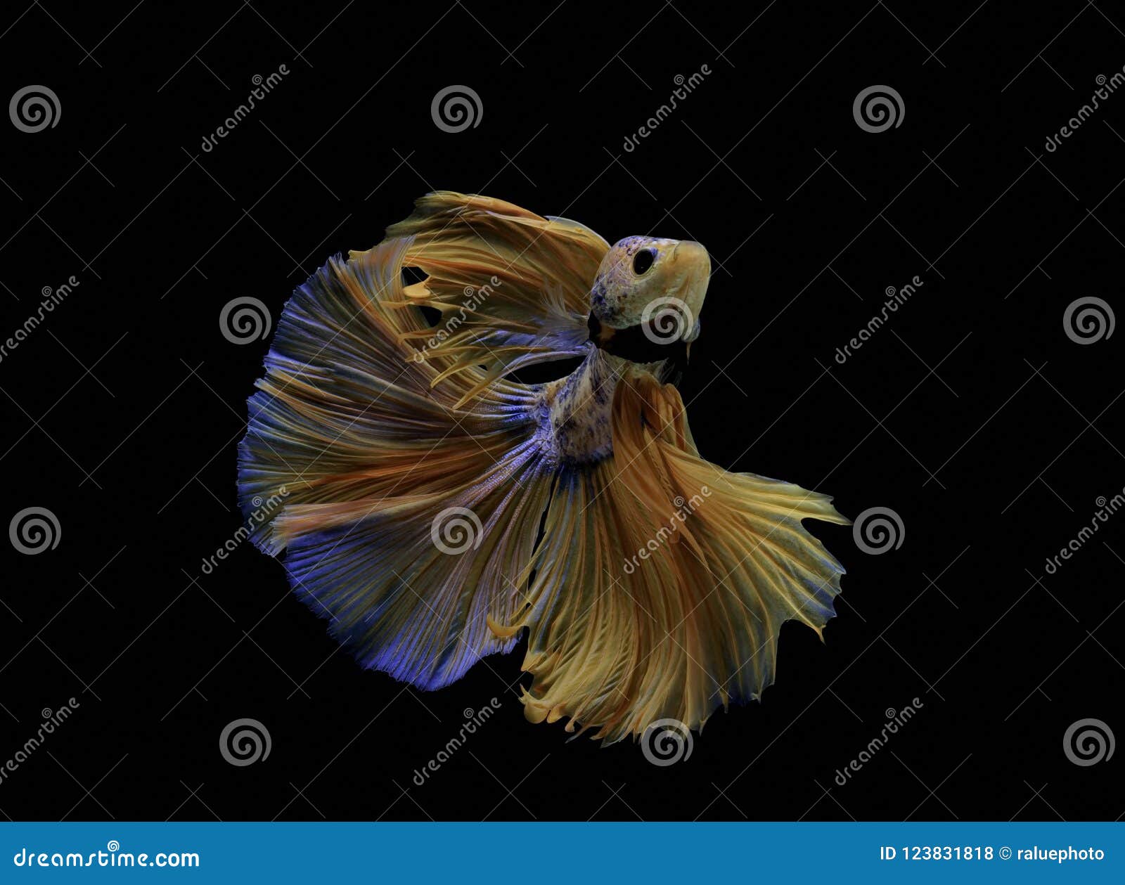 Siamese Fighting Fish Fight Yellow Fish with Blue, Betta Splendens ...