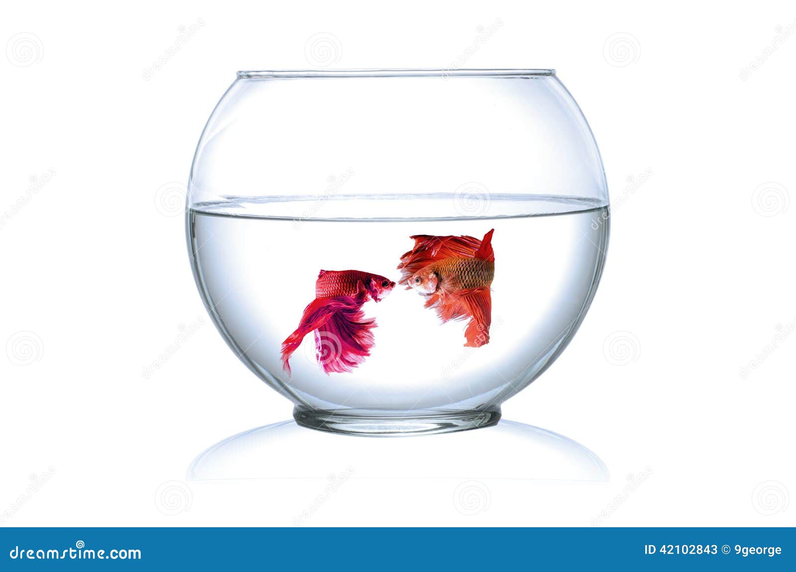 Two Goldfish In A Bowl