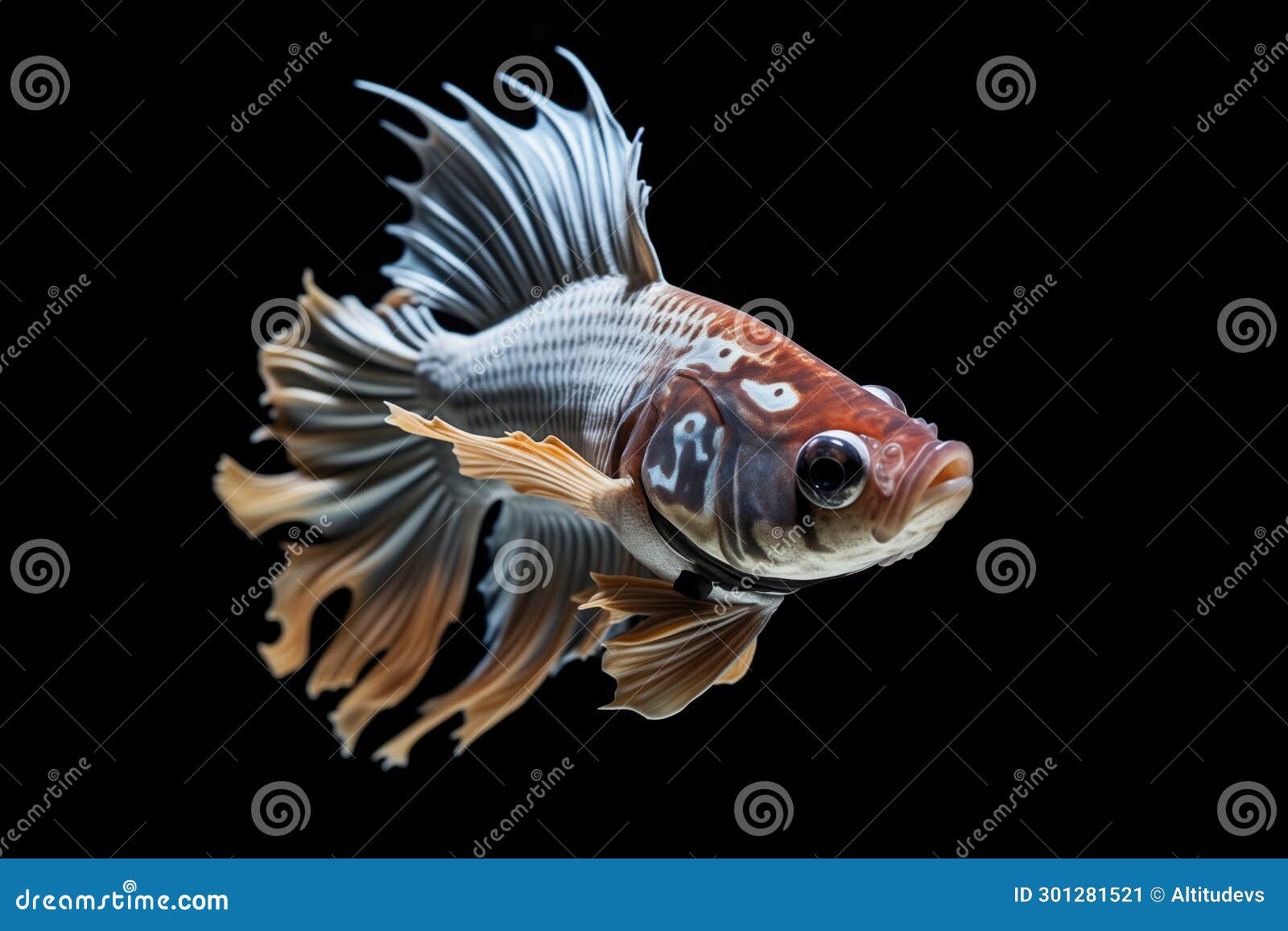 Fish With Red Gills. Educational Material With For Biology Lesson ...