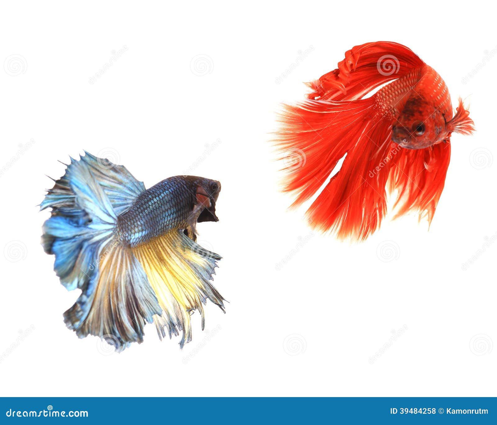 Siamese Fighting Fish Isolated Stock Photo - Image of animal, creature ...
