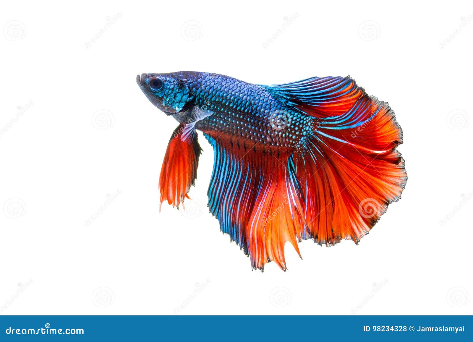 Siamese Fighting Fish Isolated on White Background Stock Photo - Image ...
