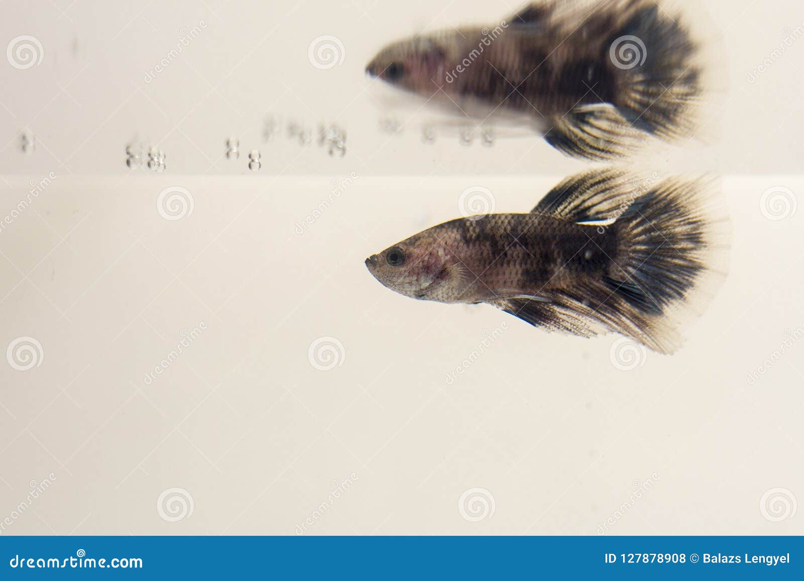 Siamese Fighting Fish Marble White Black Grey Halfmoon Betta Splendens ...