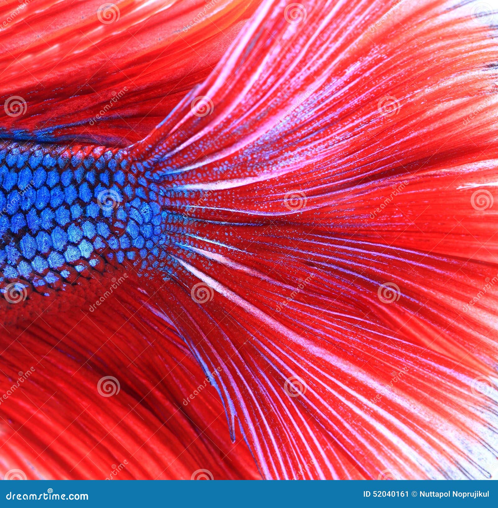 Siamese Fighting Fish , Red and Blue Betta Abstract Stock Image - Image ...