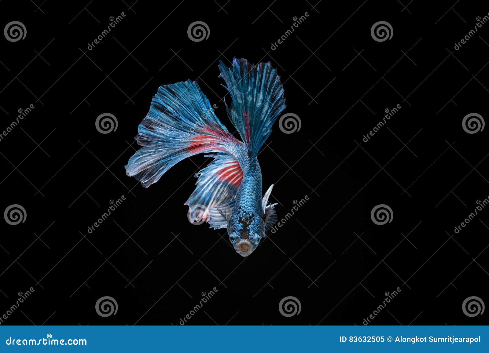Siamese Fighting Fish, Red-Blue, Betta Fish on Black Background. Stock ...