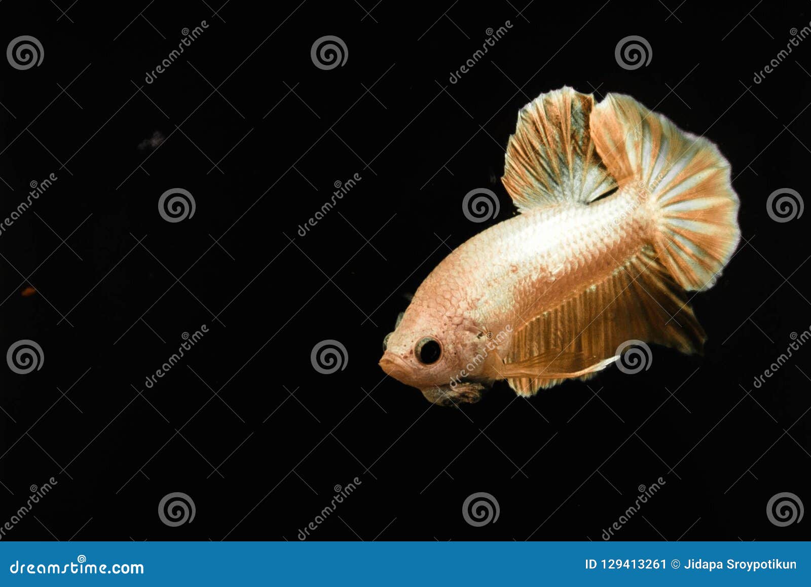 Siamese fighting fish stock image. Image of power, fish - 129413261