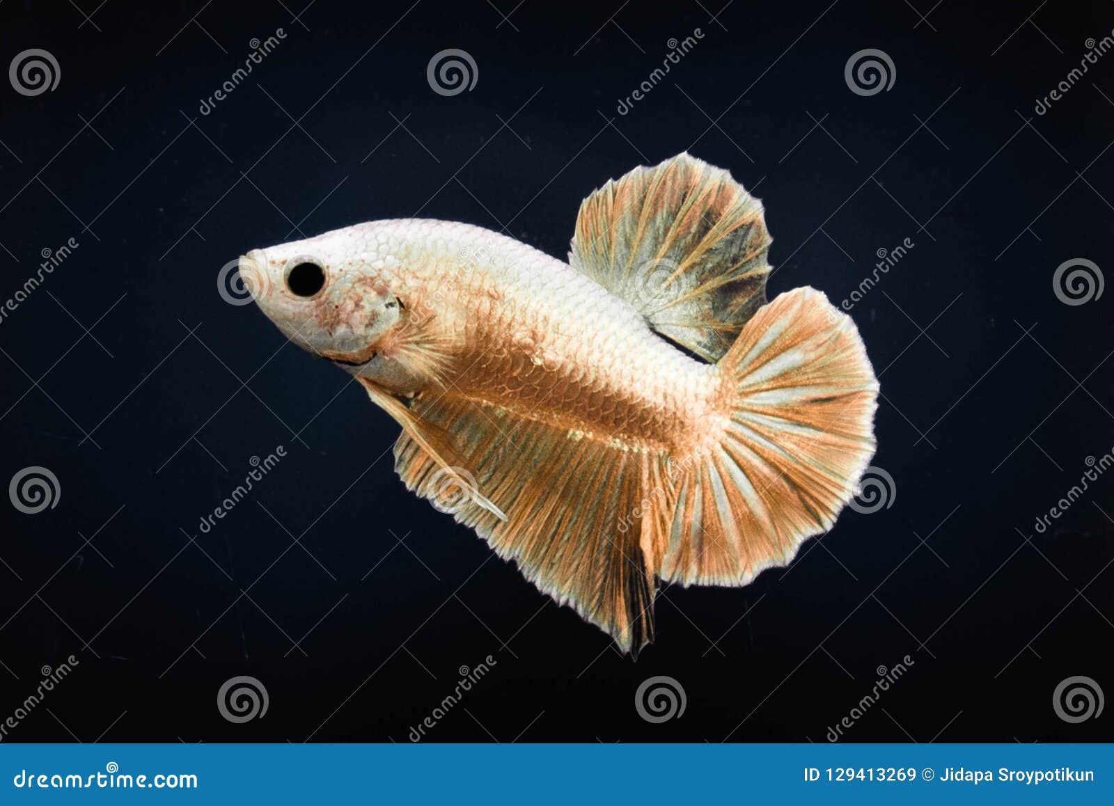 Siamese fighting fish stock image. Image of splendens - 129413269