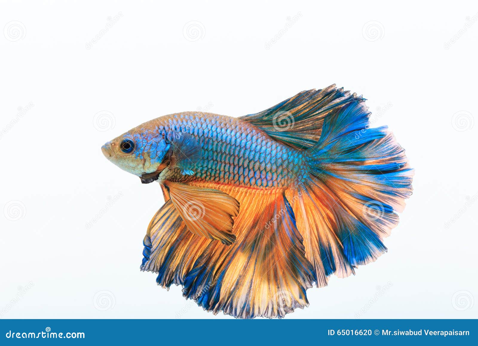 Siamese fighting fish stock photo. Image of bubble, diving - 65016620