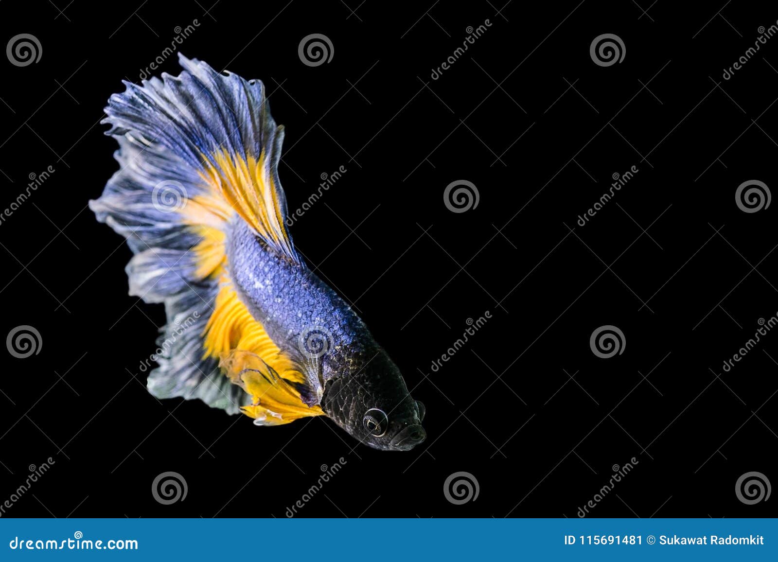 Siamese Fighting Fish stock image. Image of nature, siamese - 115691481