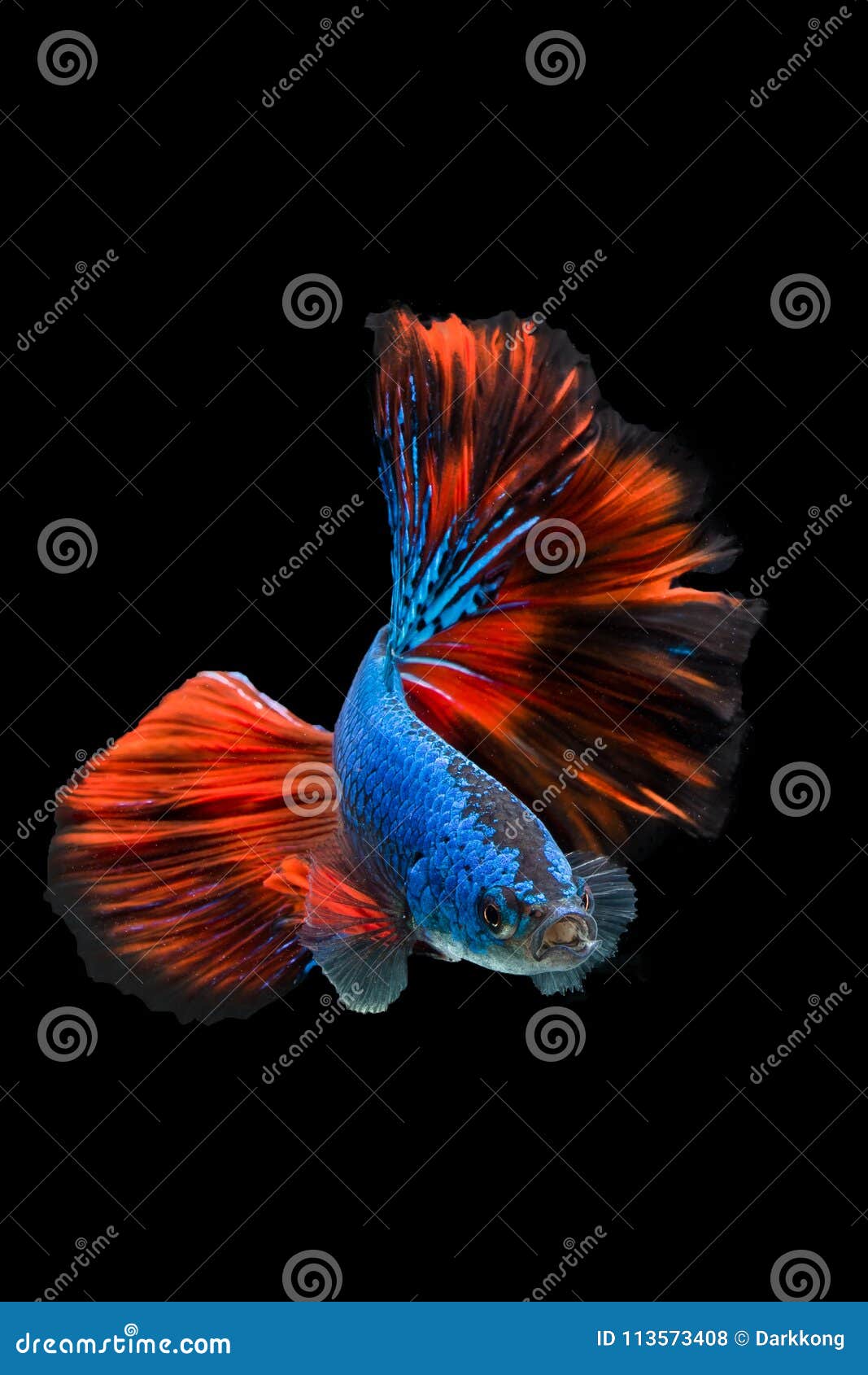 Siamese Fighting Fish (Betta Splendens) Royalty-Free Stock Image ...