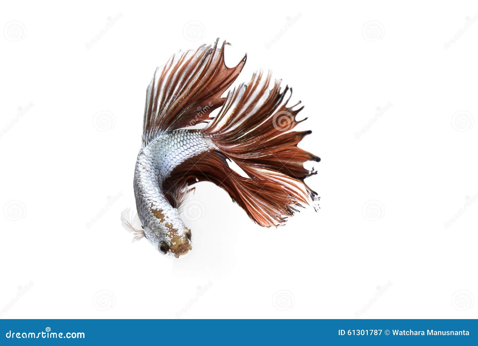 Siamese Fighting Fish on White Background Stock Image - Image of ...