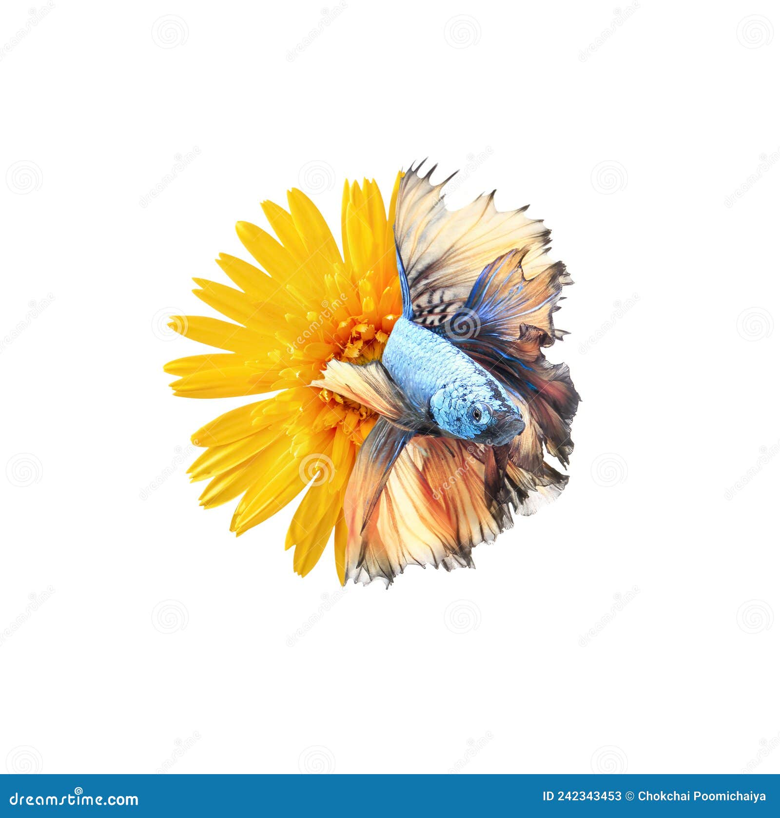 Siamese Fighting Fish and Yellow Flower Stock Image - Image of elegance ...