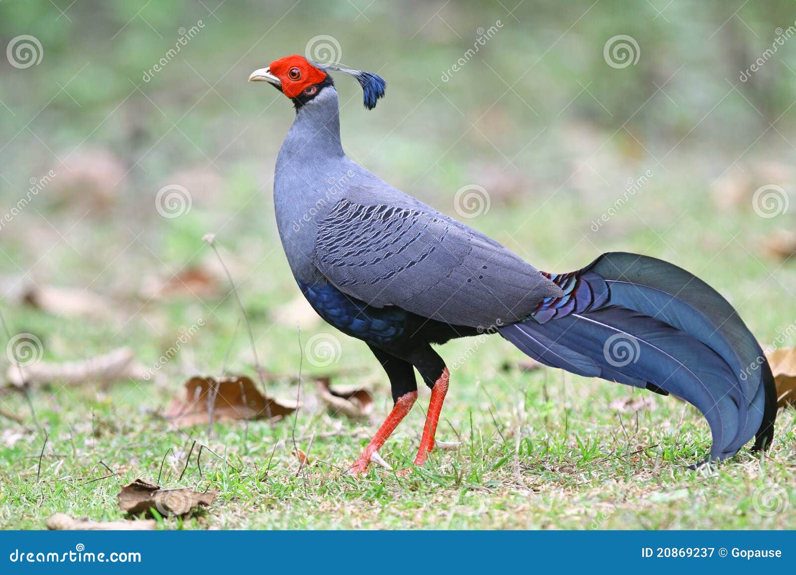 Siamese Fireback stock image. Image of color, asia, branch - 20869237
