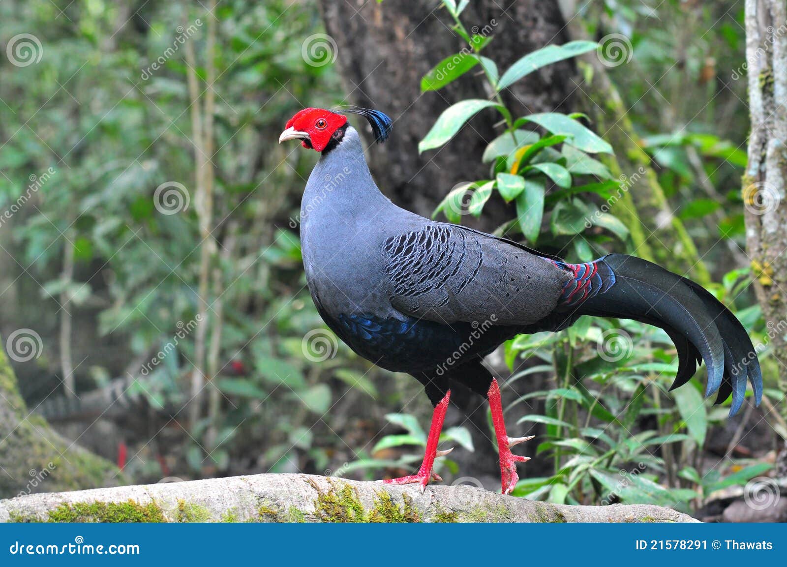 Siamese fireback bird stock image. Image of avian, fast - 21578291