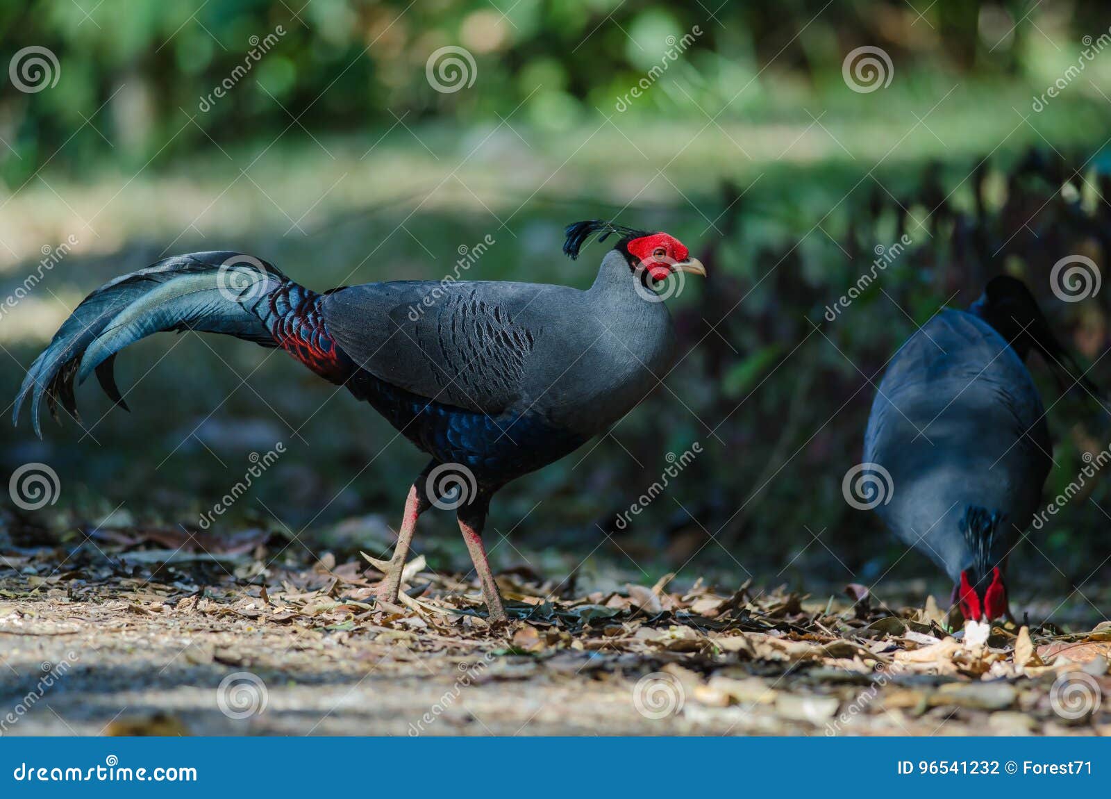 Siamese Fireback or Diard`s Fireback Stock Photo - Image of beautiful ...