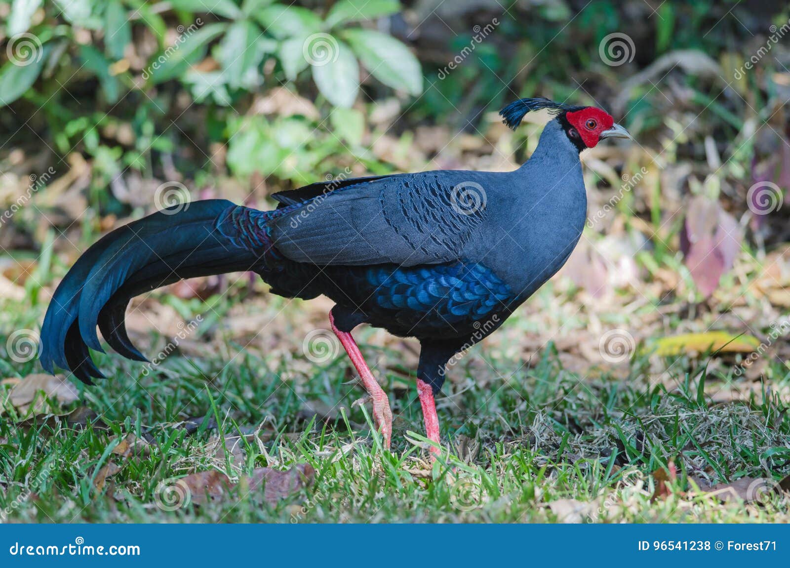 Siamese Fireback or Diard`s Fireback Stock Photo - Image of female ...