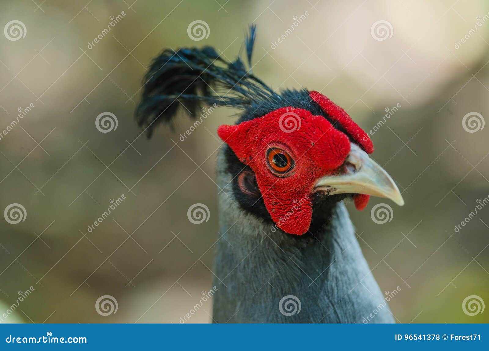 Siamese Fireback or Diard`s Fireback Stock Photo - Image of magnificent ...