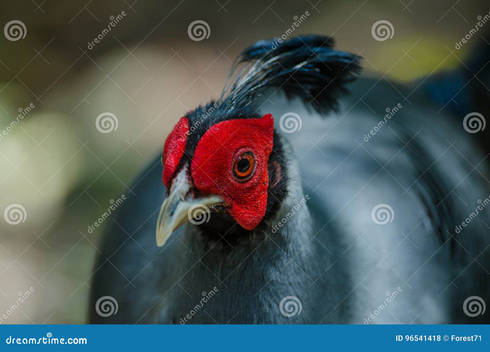 Siamese Fireback or Diard`s Fireback Stock Photo - Image of creature ...