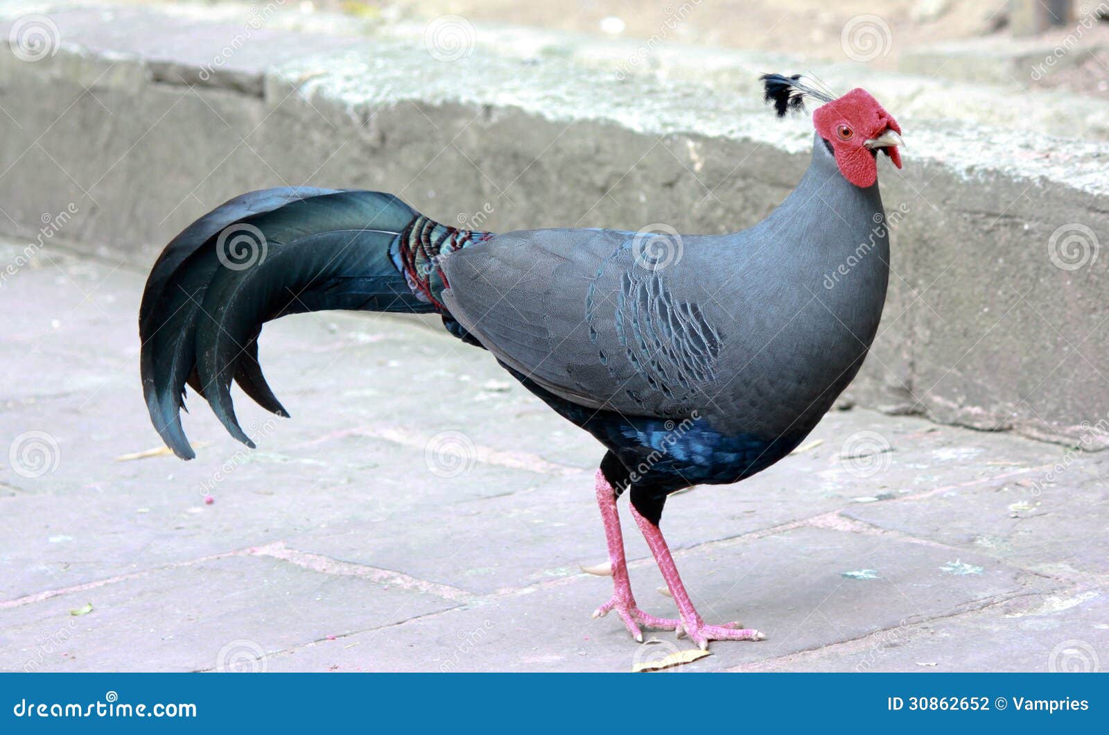 Siamese fireback stock photo. Image of lory, color, portrait - 30862652