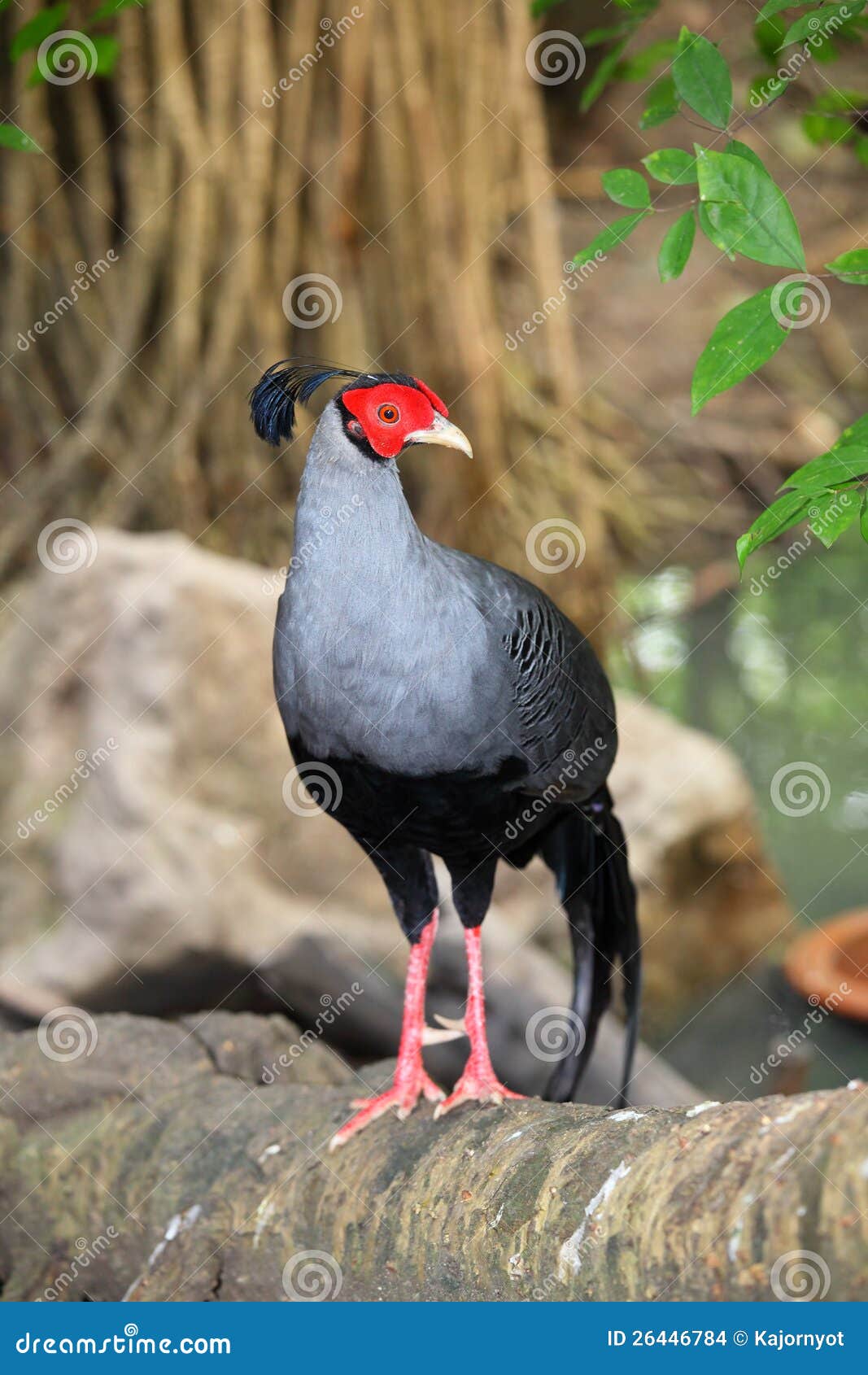 Siamese Fireback (Male) stock photo. Image of elegant - 26446784