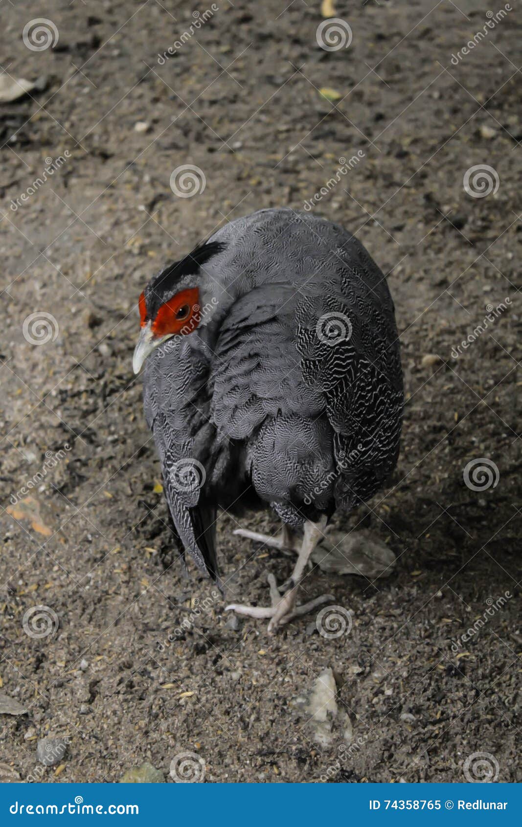 Siamese Fireback pheasant stock image. Image of quick - 74358765
