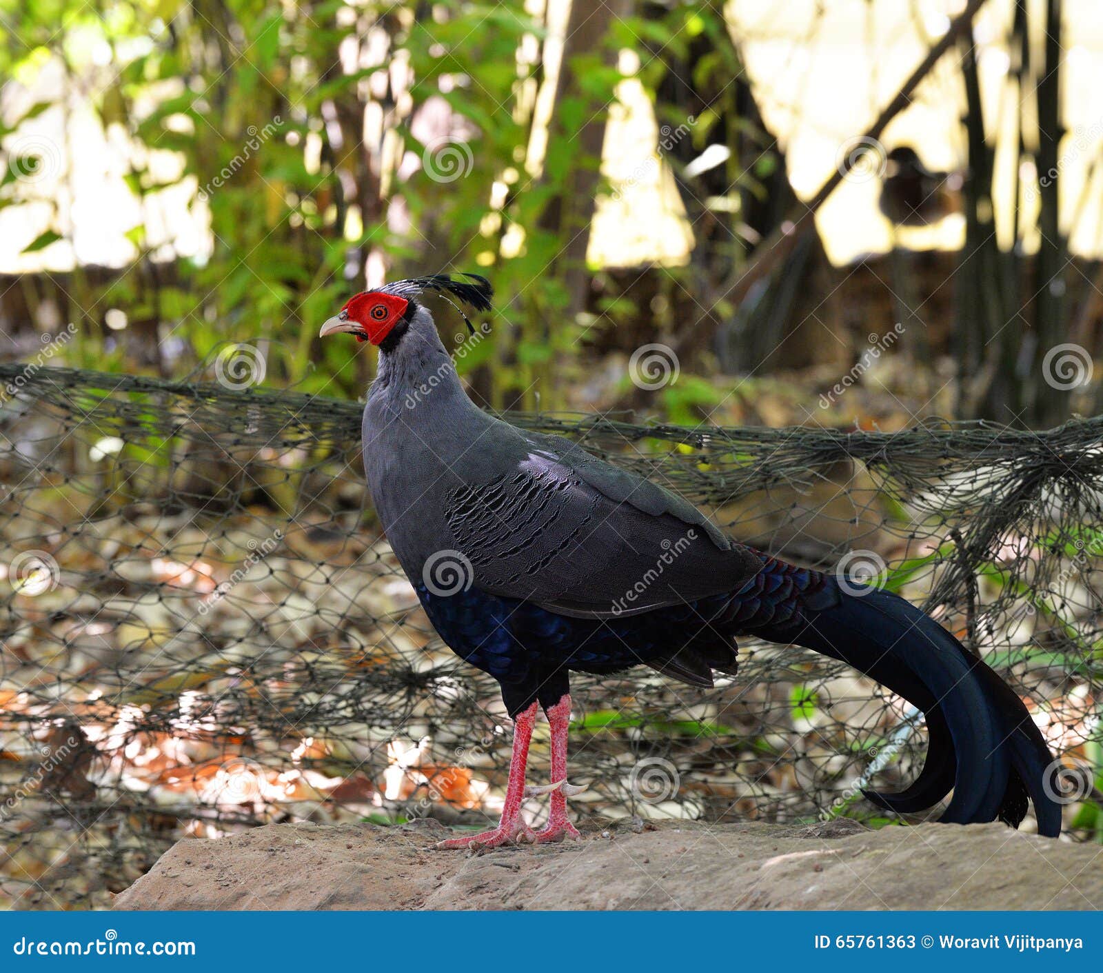 Siamese fireback stock image. Image of wildlife, nature - 65761363