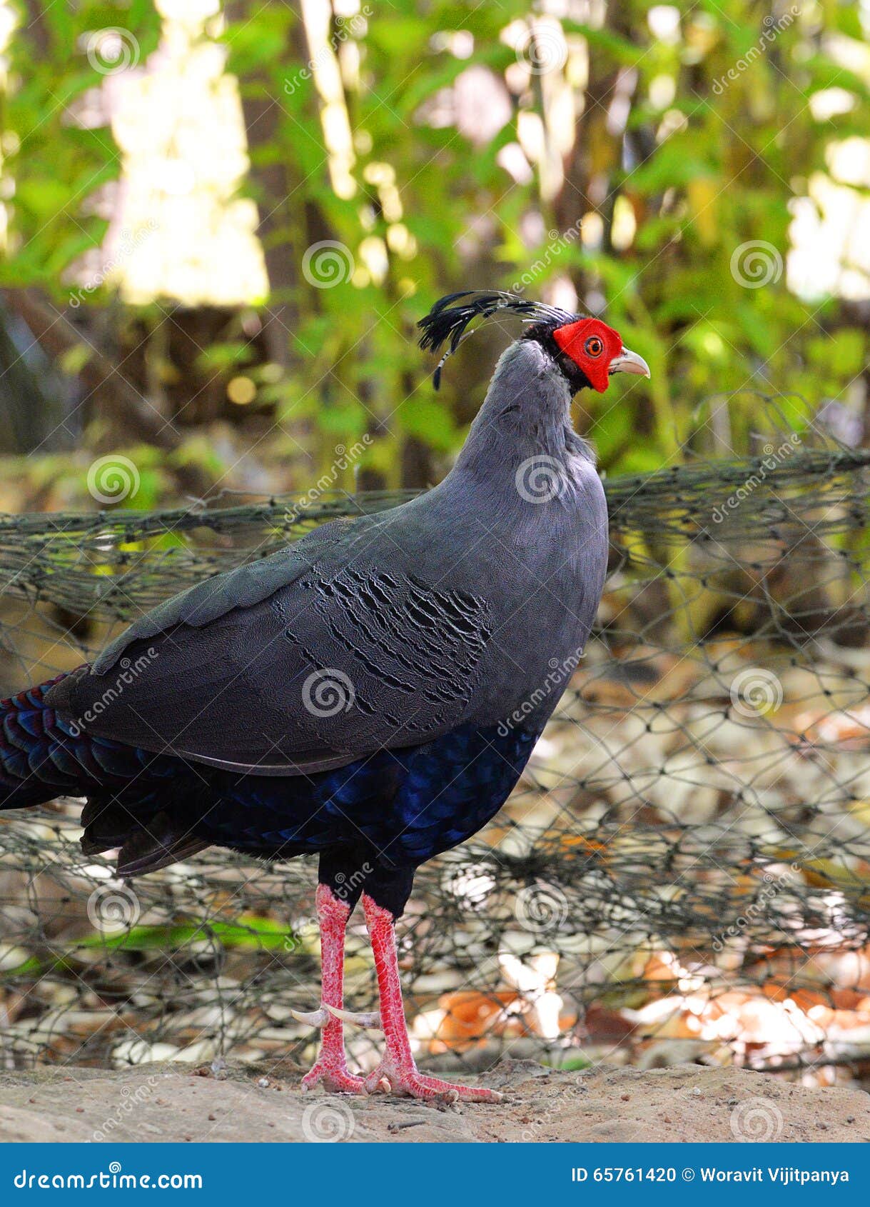 Siamese fireback stock photo. Image of birds, lory, pigeon - 65761420