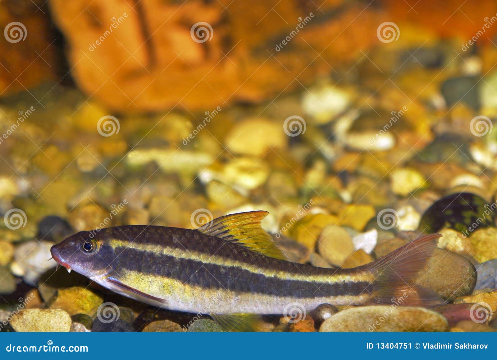 Siamese Flying Fox Siamese Algae Eater Tank Fish On White Background ...