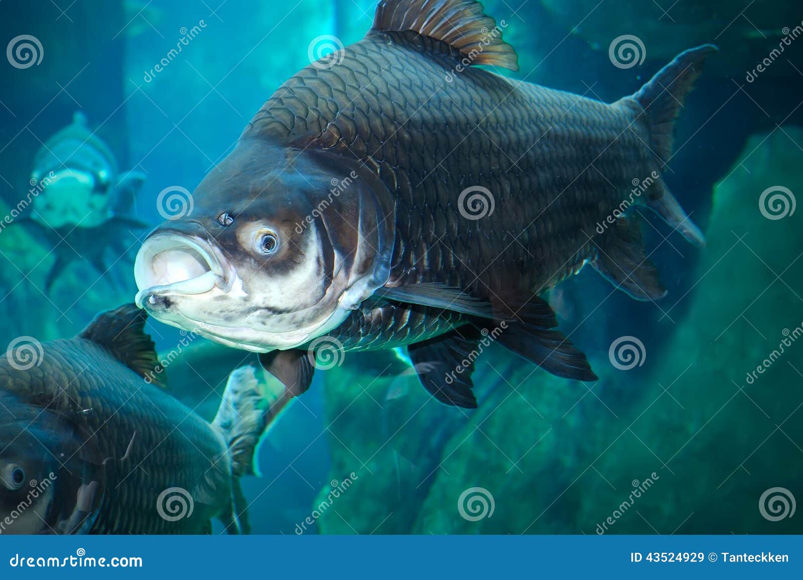 Siamese Giant Carp, Giant Barb Or Science Name Catlocarpio Siamensis In ...