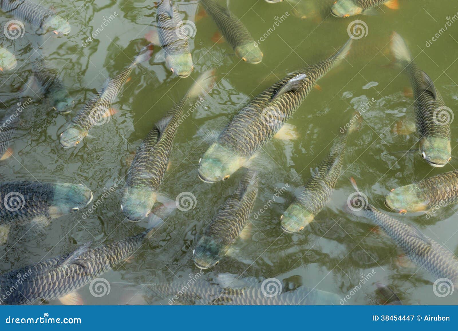Siamese Giant Carp Fish on Farm Stock Image - Image of fishing, pool ...