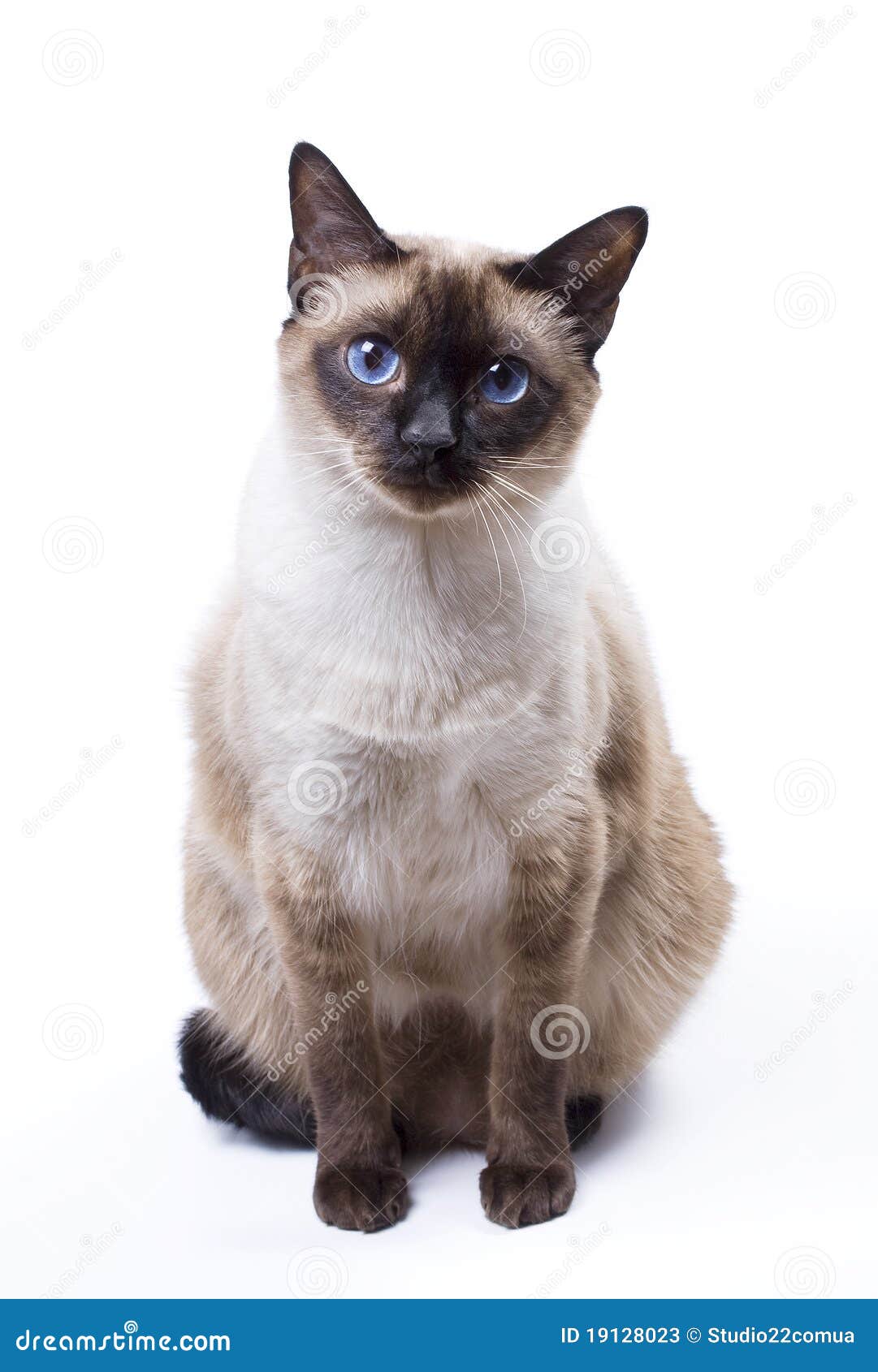 Siamese kat stock afbeelding. Image of katje, poesje - 19128023