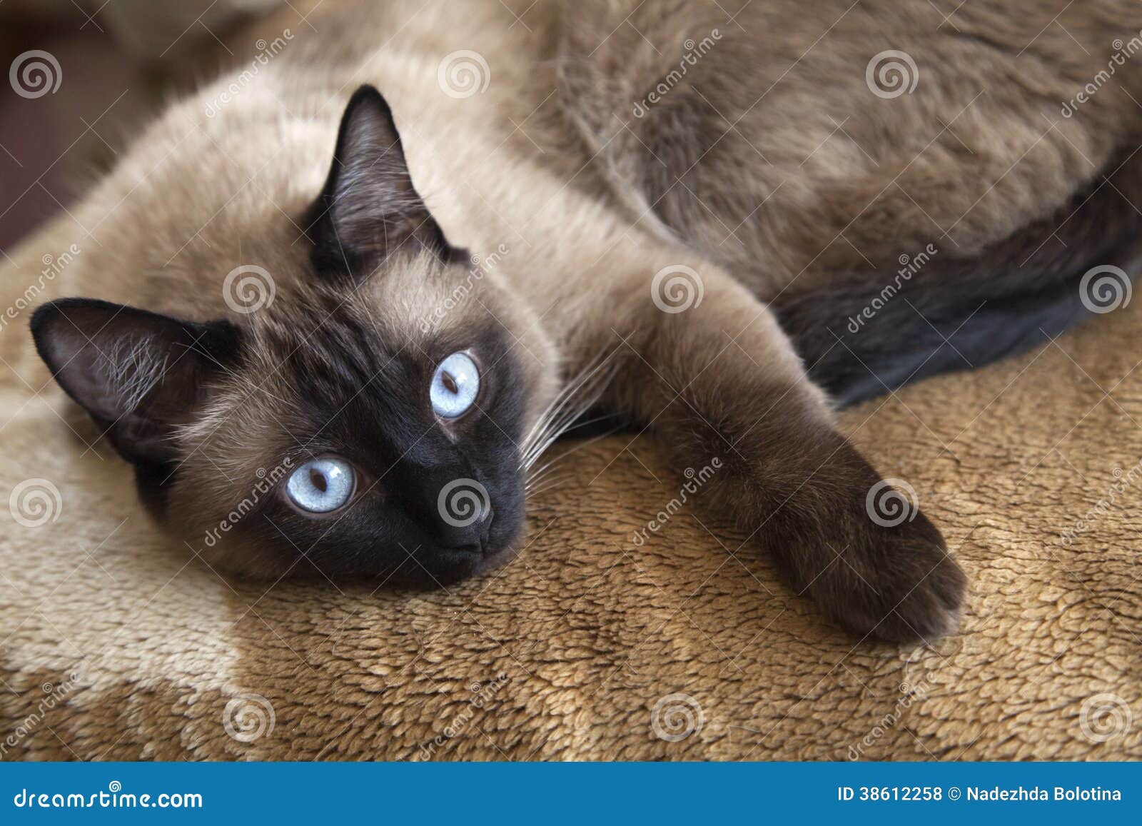 Siamese kat stock foto. Image of bont, zoogdier, camera - 38612258