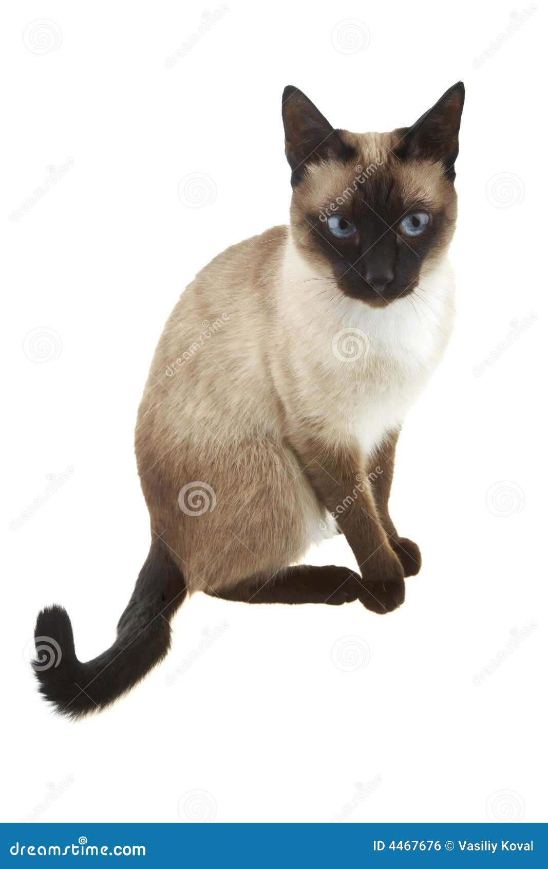 Siamese kat stock foto. Image of zachtheid, schoonheid - 4467676
