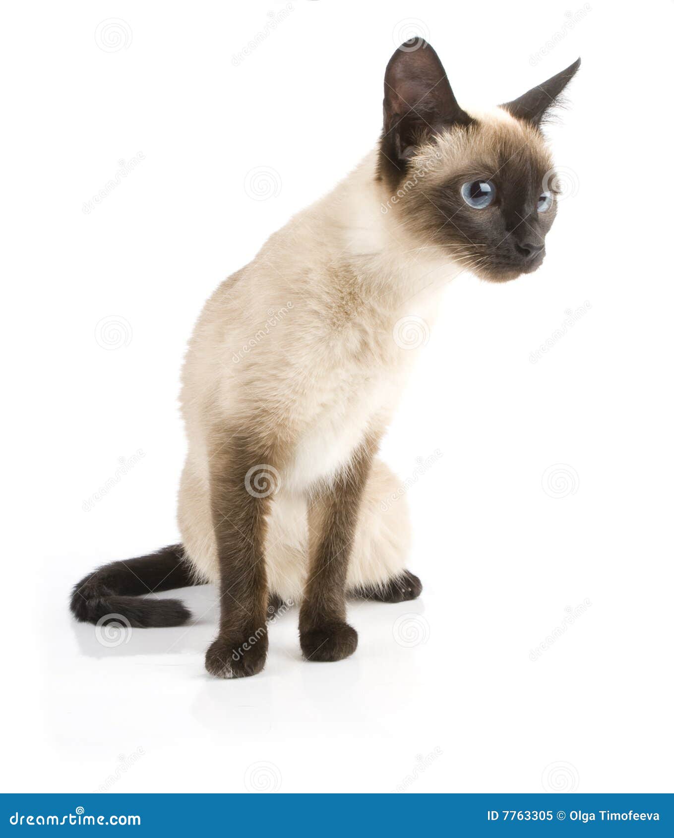 Siamese kat stock afbeelding. Image of klein, schoonheid - 7763305
