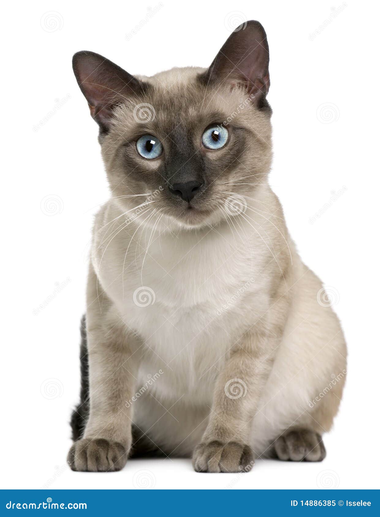 Siamese Kat, 8 Maanden Oud, Het Zitten Stock Afbeelding - Image of ...