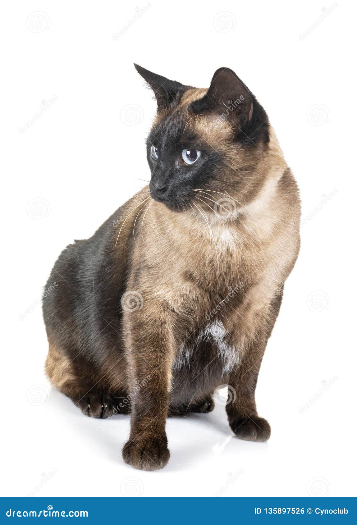 Siamese kat in studio stock foto. Image of siamees, mannetje - 135897526