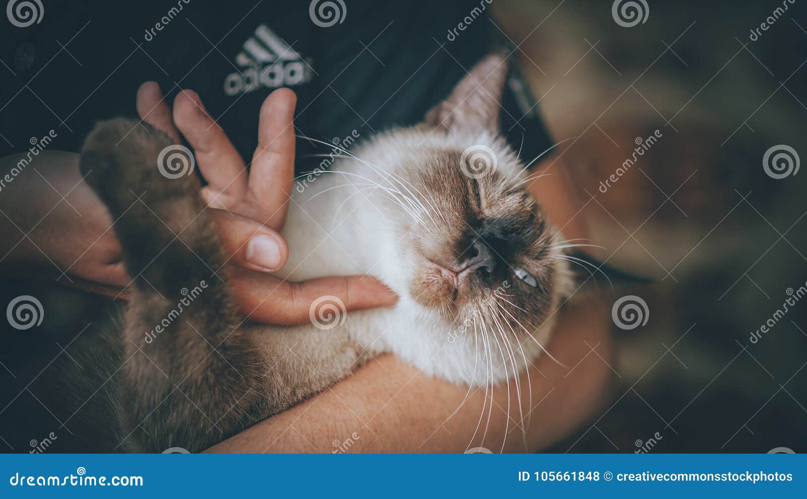 Siamese Katt Bild. Bild: 105661848