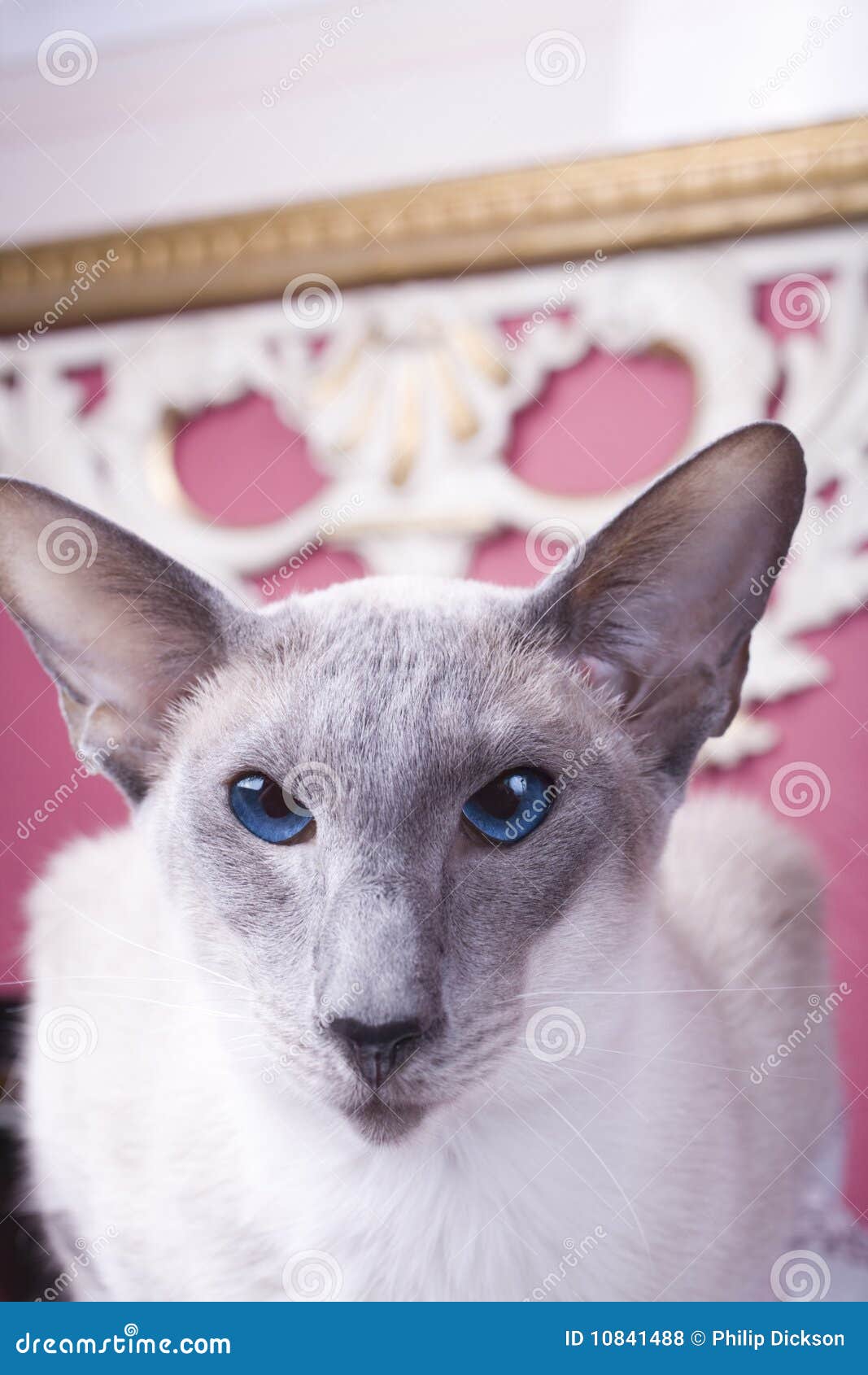 Siamese katt arkivfoto. Bild av ögon, katter, relax, stirra - 10841488