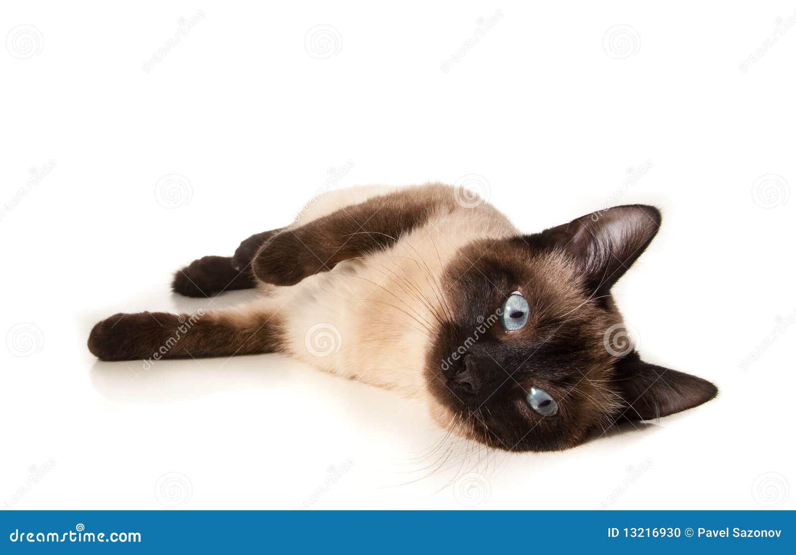 Siamese katt arkivfoto. Bild av svart, pott, tafsa, siamesisk - 13216930