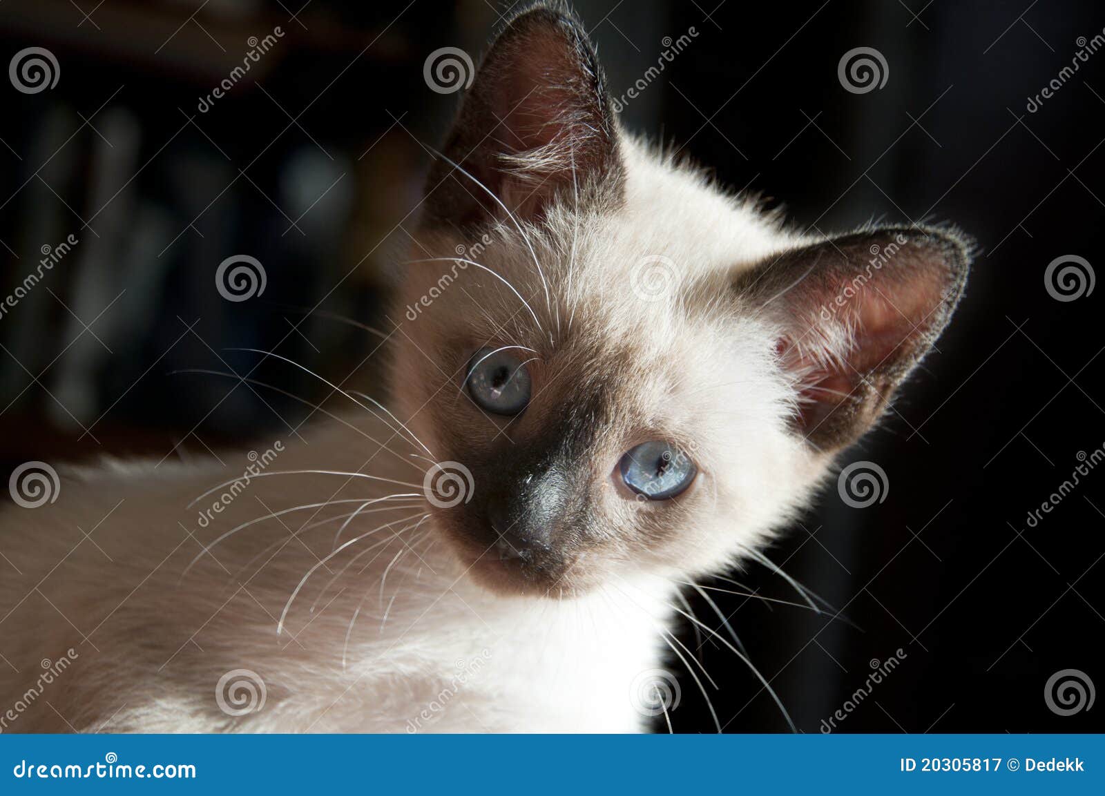 Siamese kitten stock image. Image of nature, east, hair - 20305817