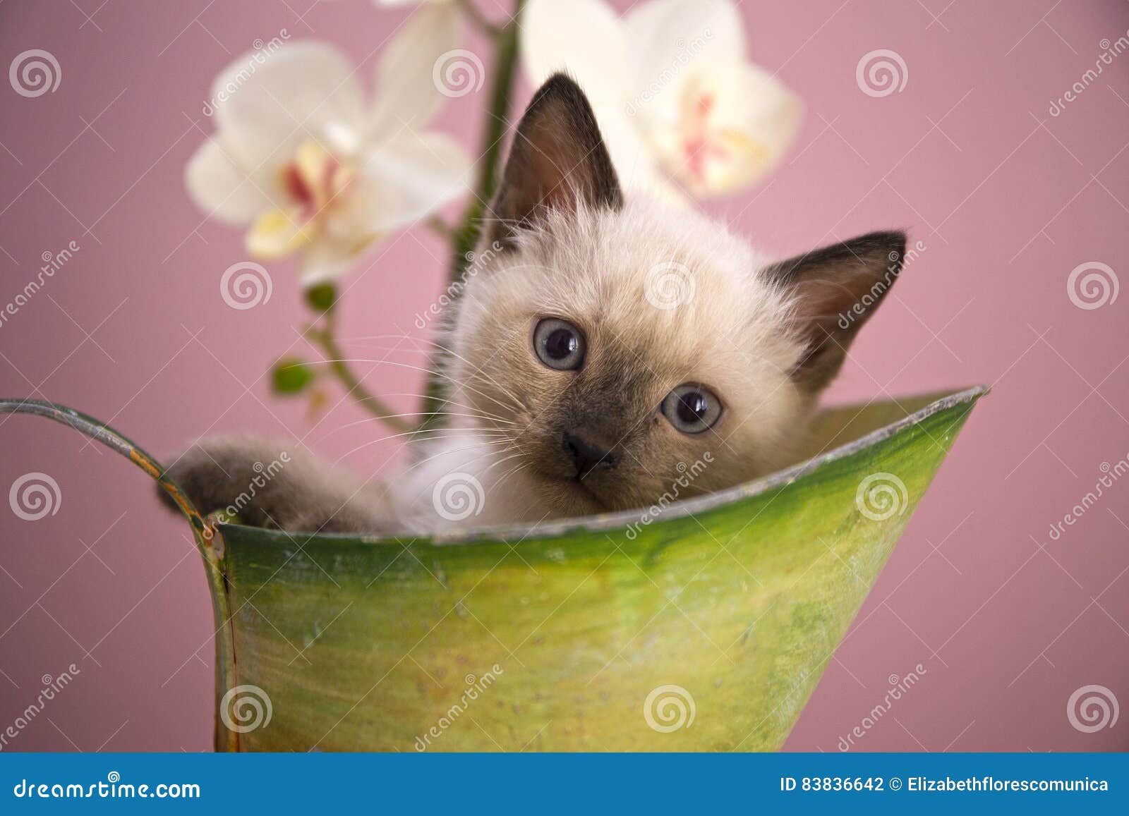 Siamese Kitten, 6 Months Old, Sitting Stock Photography | CartoonDealer ...