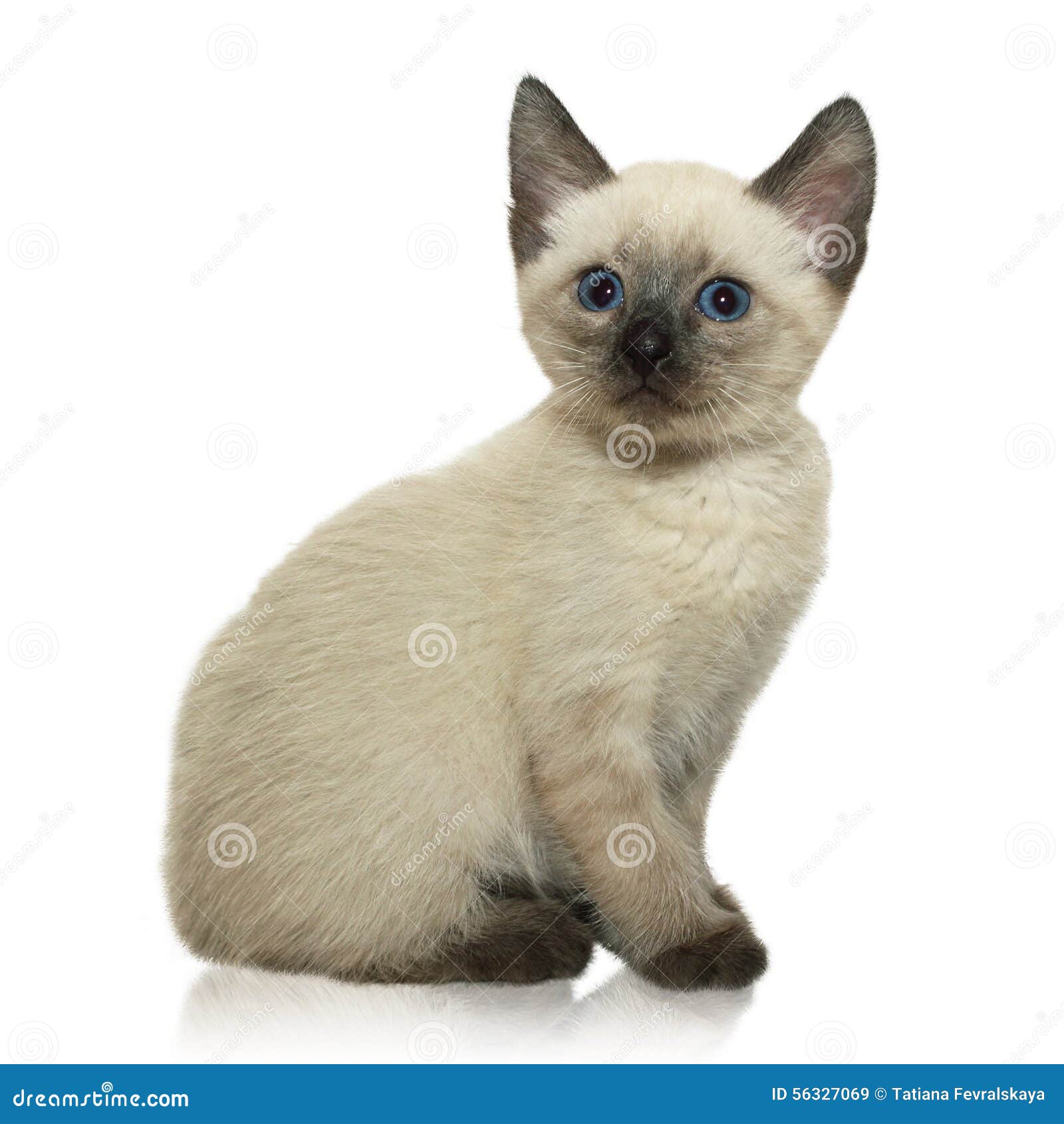 Siamese kitten stock image. Image of domestic, fauna - 56327069