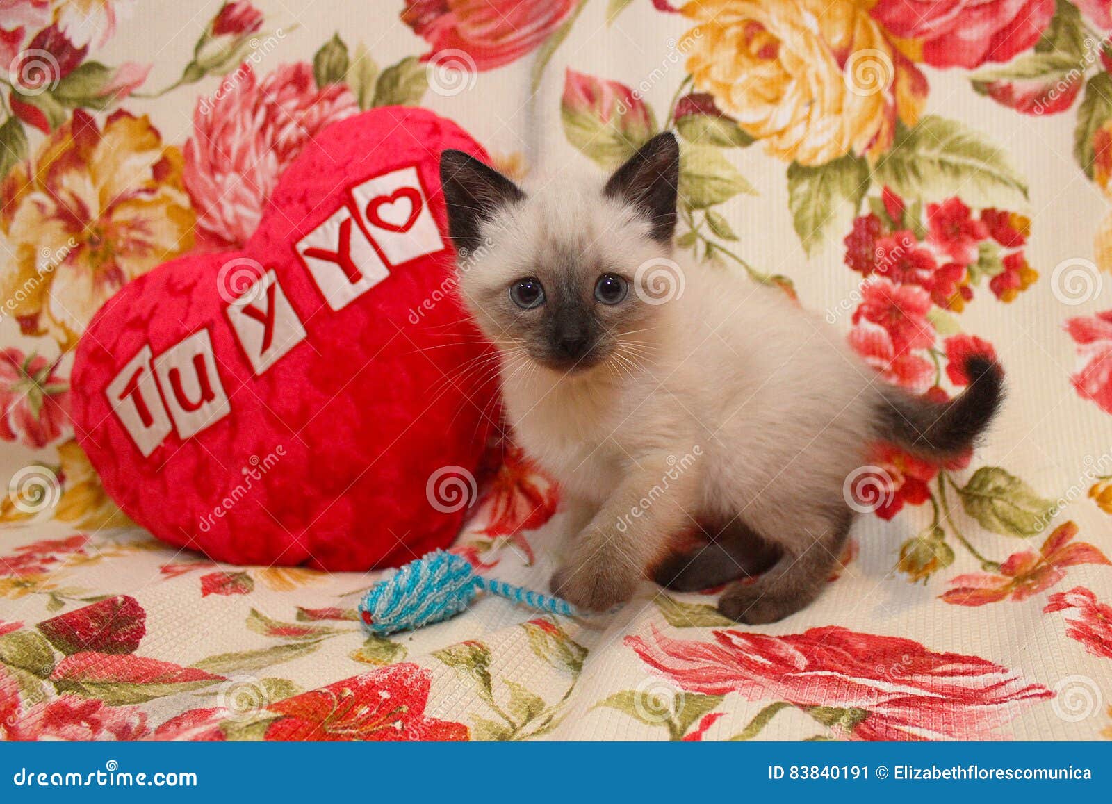Siamese kitten with heart stock image. Image of beauty - 83840191