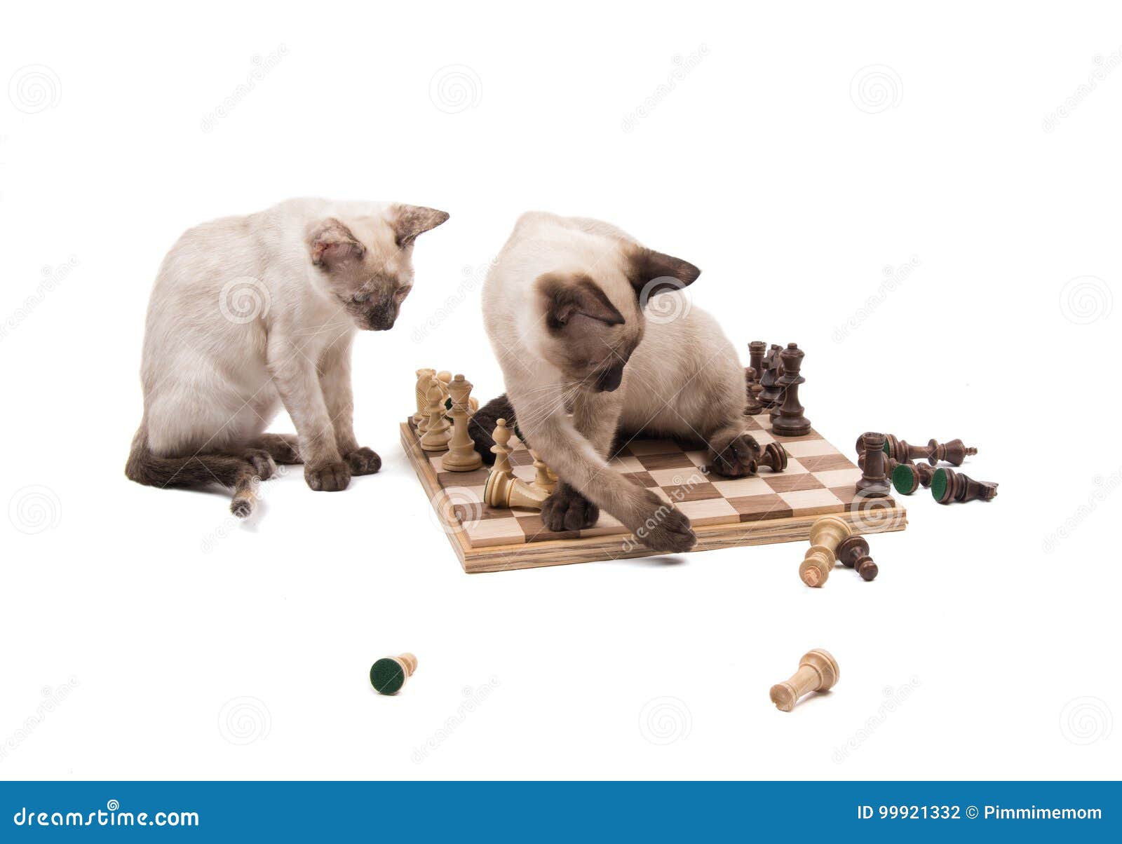 Siamese Kitten Knocking Chess Pieces Down while Another One is Watching ...