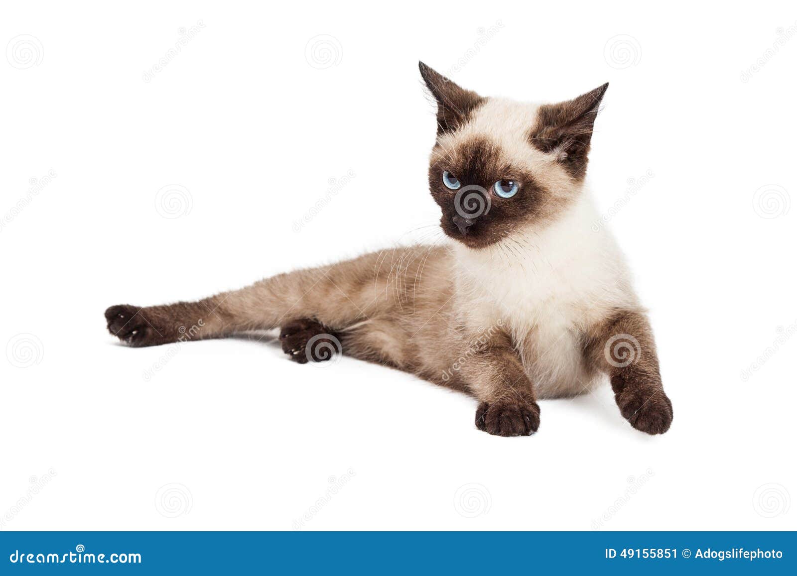 Siamese Kitten Laying Looking To Side Stock Image - Image of studio ...