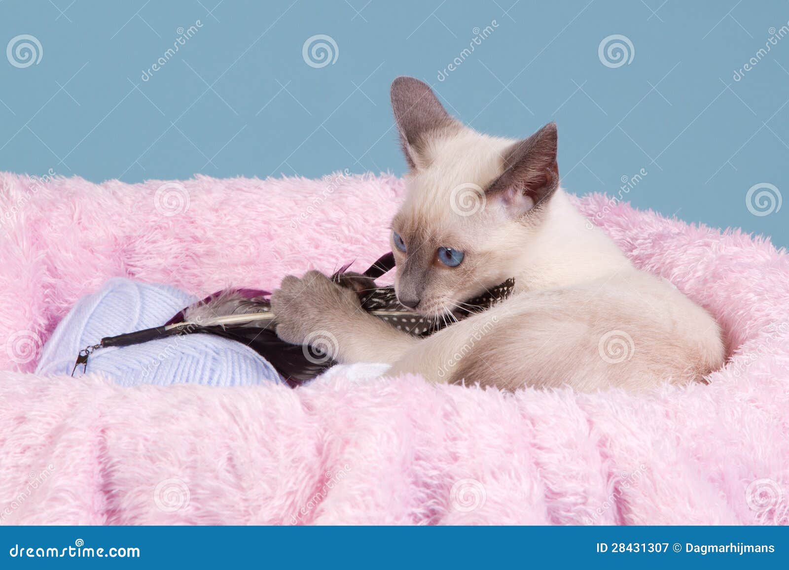 Siamese Kitten Playing in Pink Basket Stock Image - Image of mammal ...