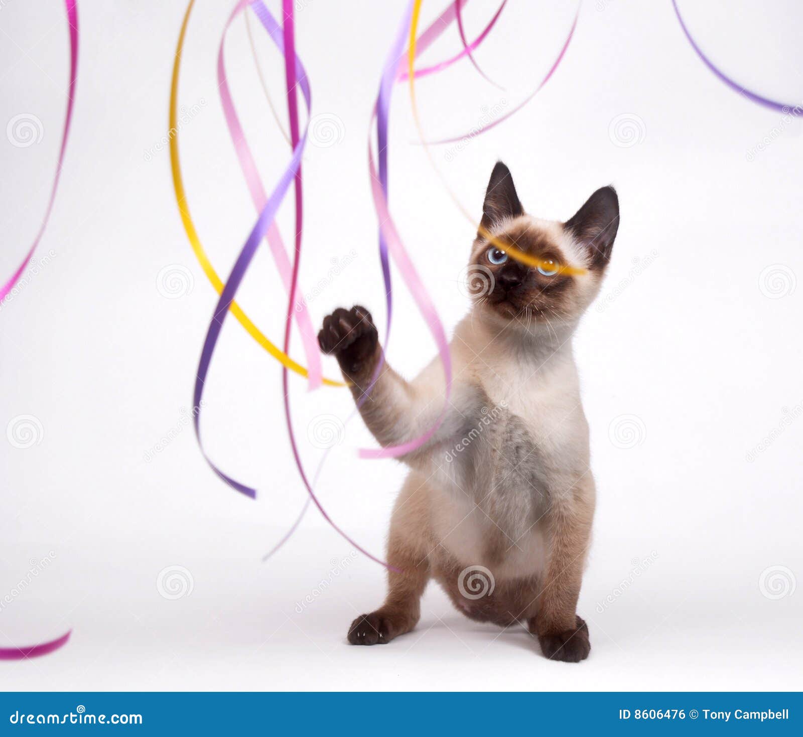 Siamese Kitten Playing with Ribbon Stock Photo - Image of looking ...