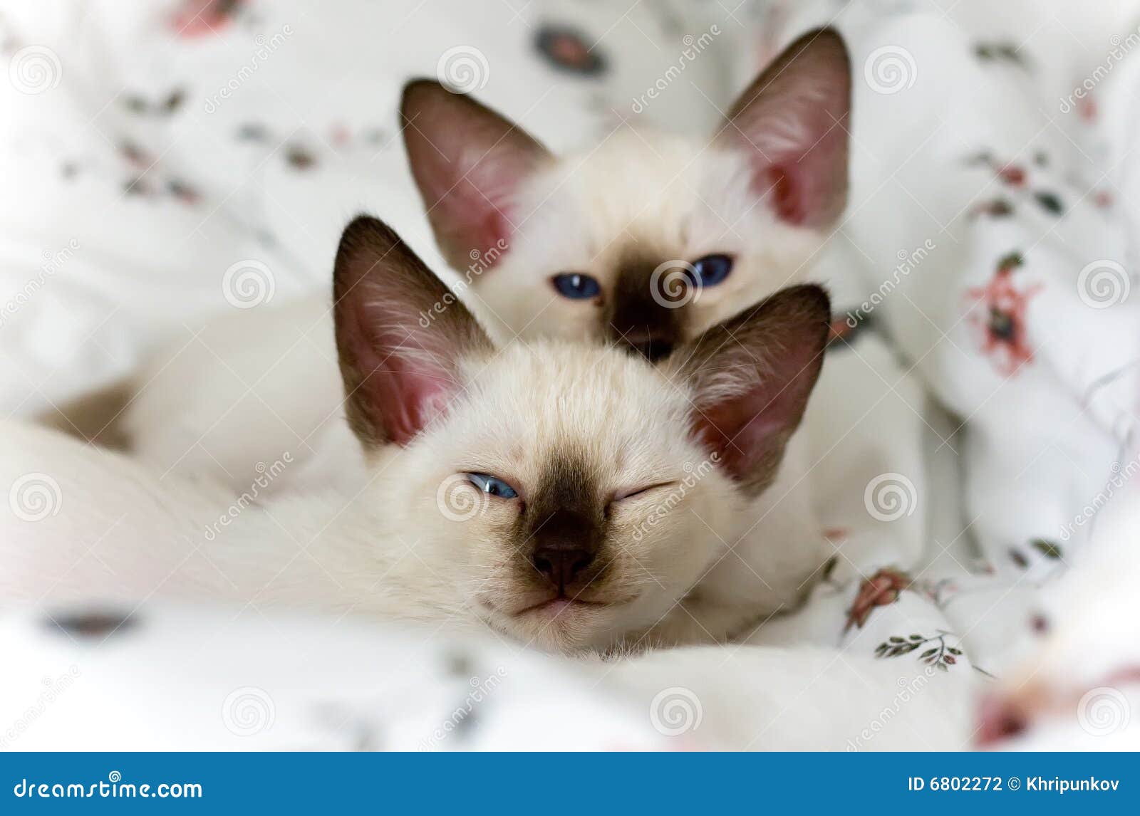 Siamese kittens stock photo. Image of amusing, eyes, ears - 6802272